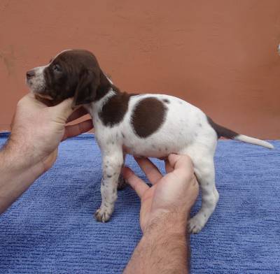 Pointer Ingles - Cachorros | Animais de Estimação